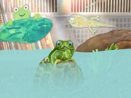 Save the Bullfrog! | Wonder Pets! Wiki | Fandom