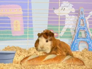 Save the Poodle! | Wonder Pets! Wiki | Fandom