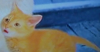 Kitten | Wonder Pets! Wiki | Fandom