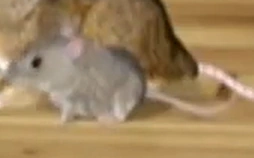 Baby Mouse | Wonder Pets! Wiki | Fandom