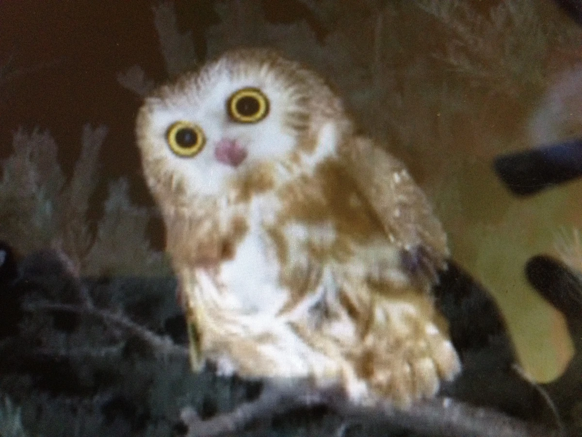 Save the Owl! | Wonder Pets! Wiki | Fandom