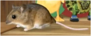 Save the Mouse! | Wonder Pets! Wiki | Fandom