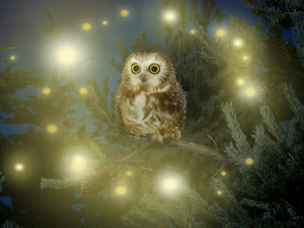 Baby Owl | Wonder Pets! Wiki | Fandom