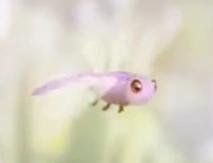 Dragon Fly | Wonder Pets! Wiki | Fandom