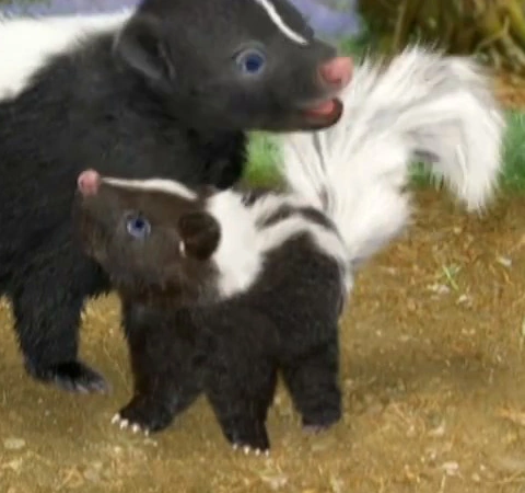 Baby Pet Skunk