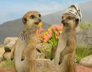 Save the Meerkats! | Wonder Pets! Wiki | Fandom