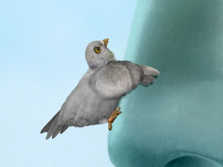 Pigeon | Wonder Pets! Wiki | Fandom