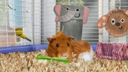 Save the Elephant! (In The City!) | Wonder Pets! Wiki | Fandom
