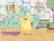 Save the Dancing Duck! | Wonder Pets! Wiki | Fandom