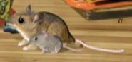 Save the Mouse! | Wonder Pets! Wiki | Fandom