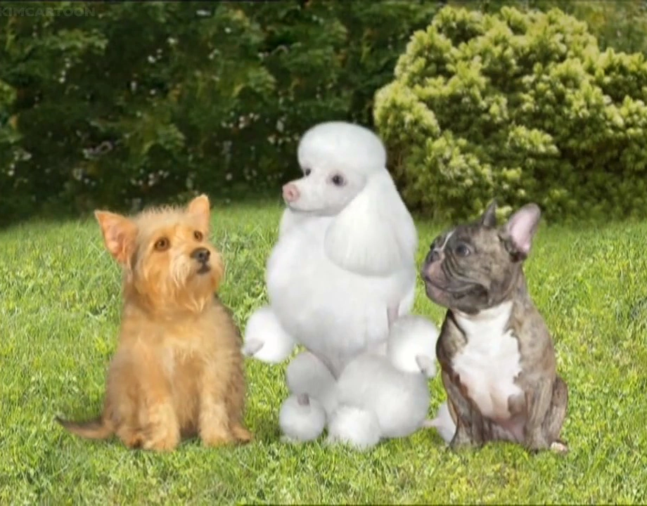 Save the Poodle! | Wonder Pets! Wiki | Fandom