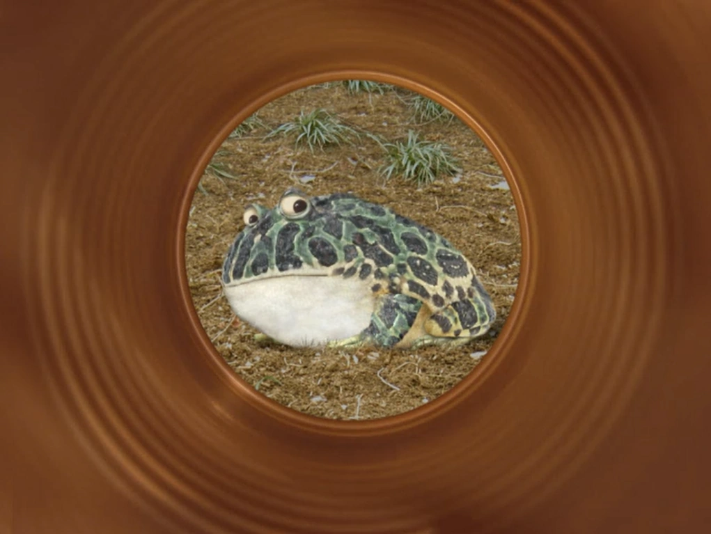 Grandfather Bullfrog | Wonder Pets! Wiki | Fandom