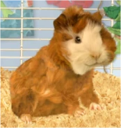 Save the Bullfrog! | Wonder Pets! Wiki | Fandom