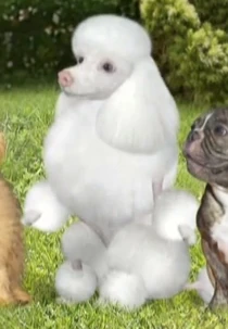 French Poodle | Wonder Pets! Wiki | Fandom