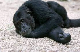 Father Chimp | Wonder Pets! Wiki | Fandom