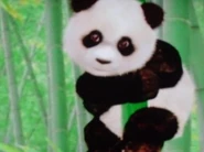 Save the Panda! | Wonder Pets! Wiki | Fandom