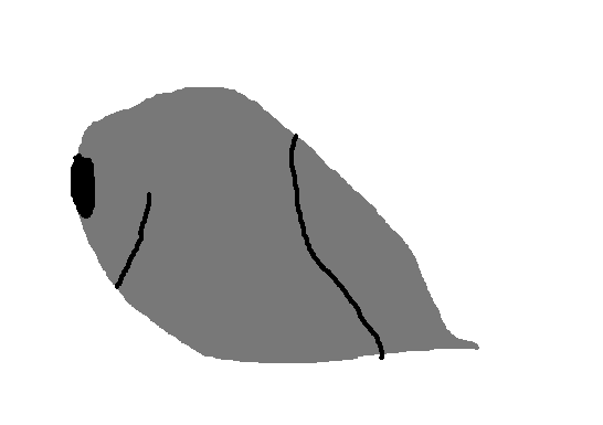 Shrimpy the II | The World of Shrimpies Wiki | Fandom