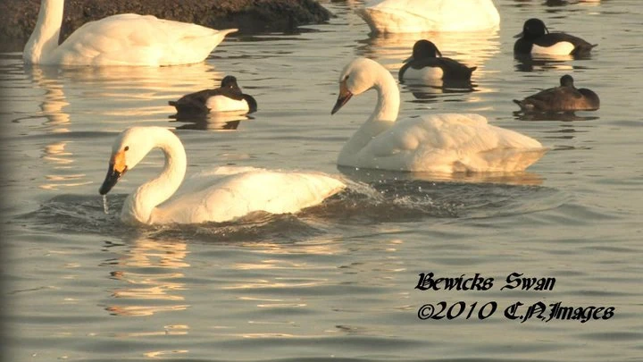 Bewick's Swan | British Wildlife Wiki | Fandom