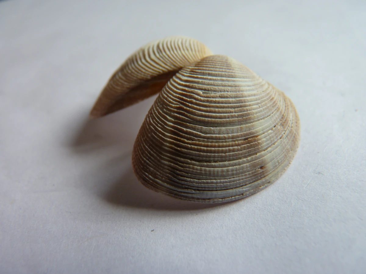 Striped Venus | British Wildlife Wiki | Fandom