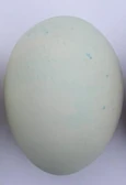 Bird Eggshell Identification | British Wildlife Wiki | Fandom