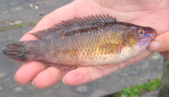 Corkwing Wrasse | British Wildlife Wiki | Fandom