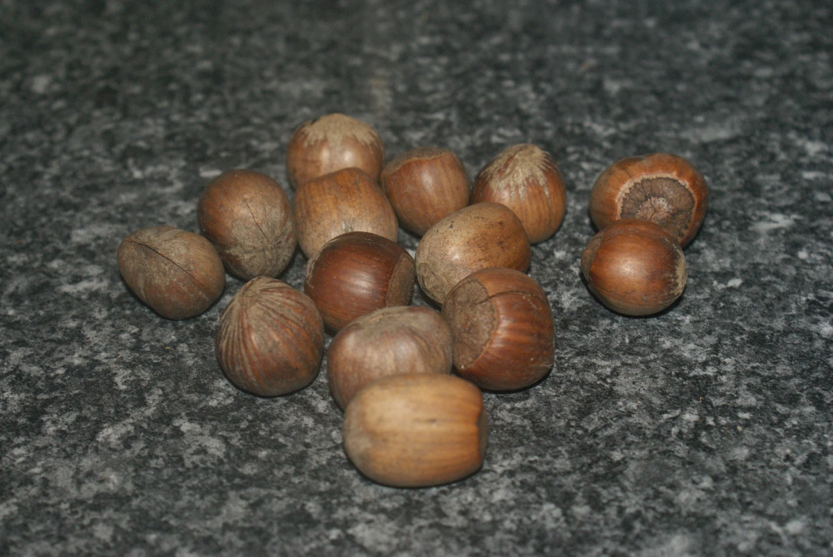 Filbert | British Wildlife Wiki | Fandom