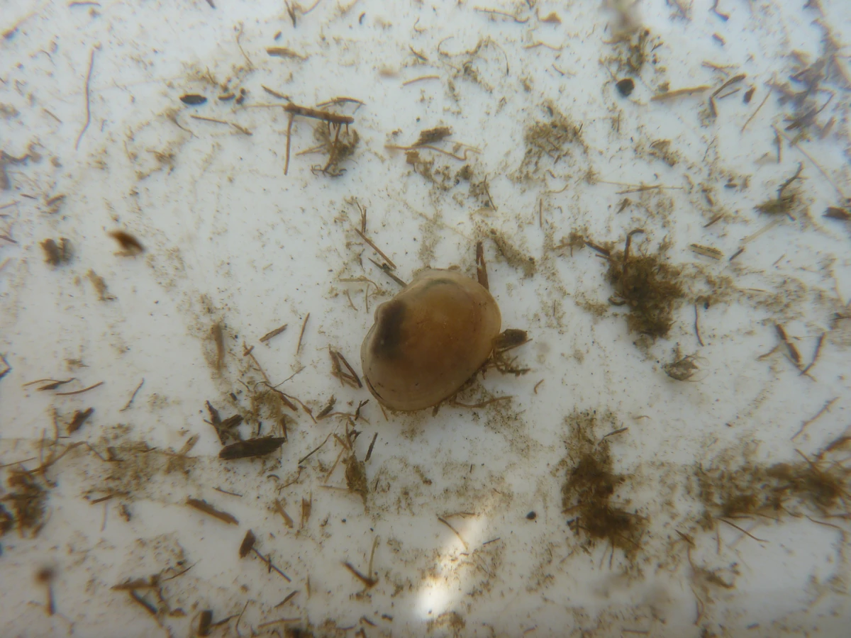 Oblong Orb Mussel | British Wildlife Wiki | Fandom