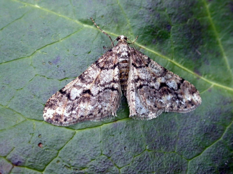 Spring Usher | British Wildlife Wiki | Fandom