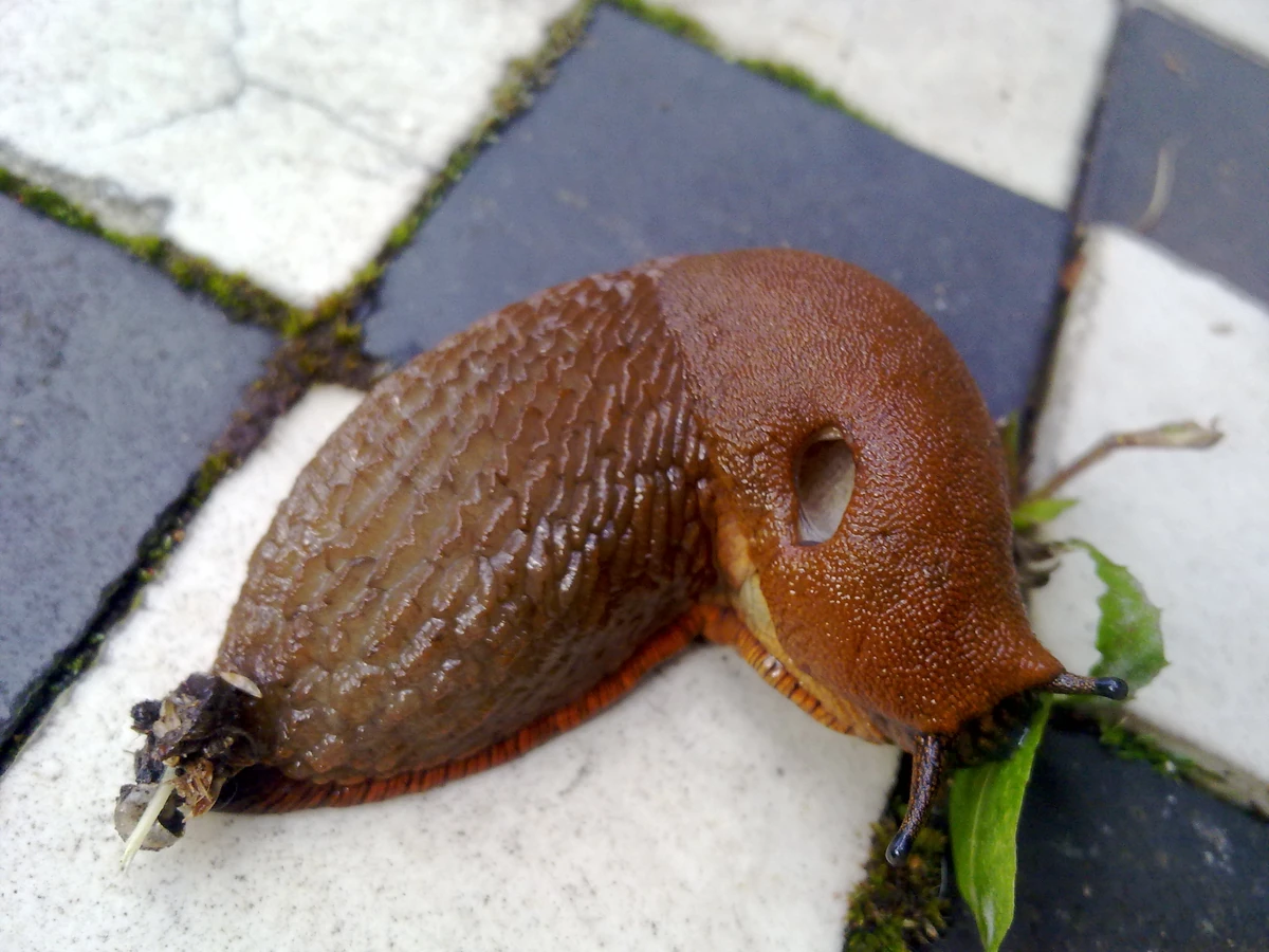 Large Red Slug | British Wildlife Wiki | Fandom