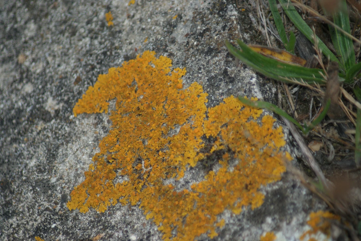 Yellow Scales | British Wildlife Wiki | Fandom