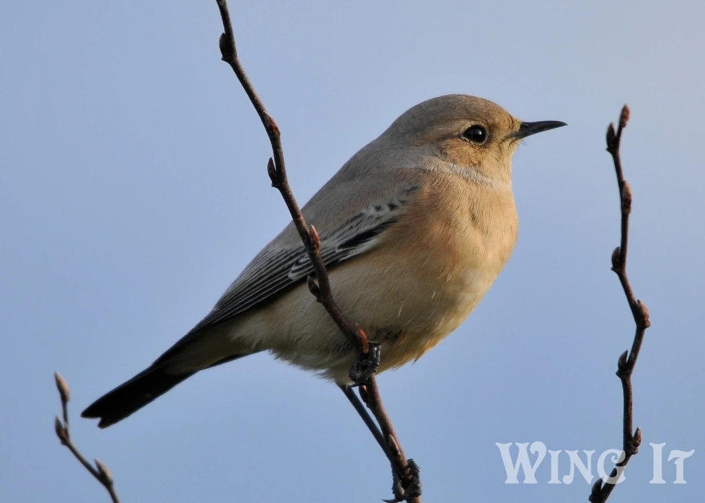 Desert Wheatear | British Wildlife Wiki | Fandom