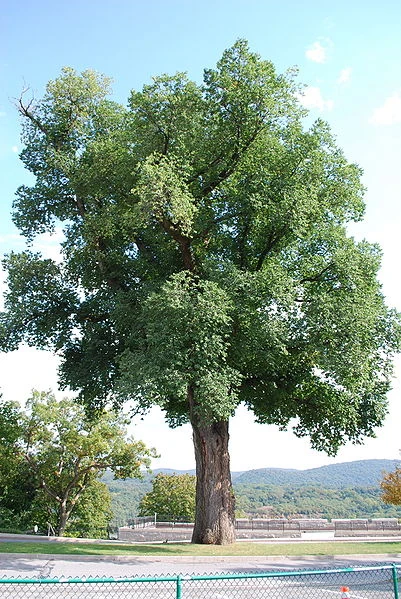 English Elm | British Wildlife Wiki | Fandom