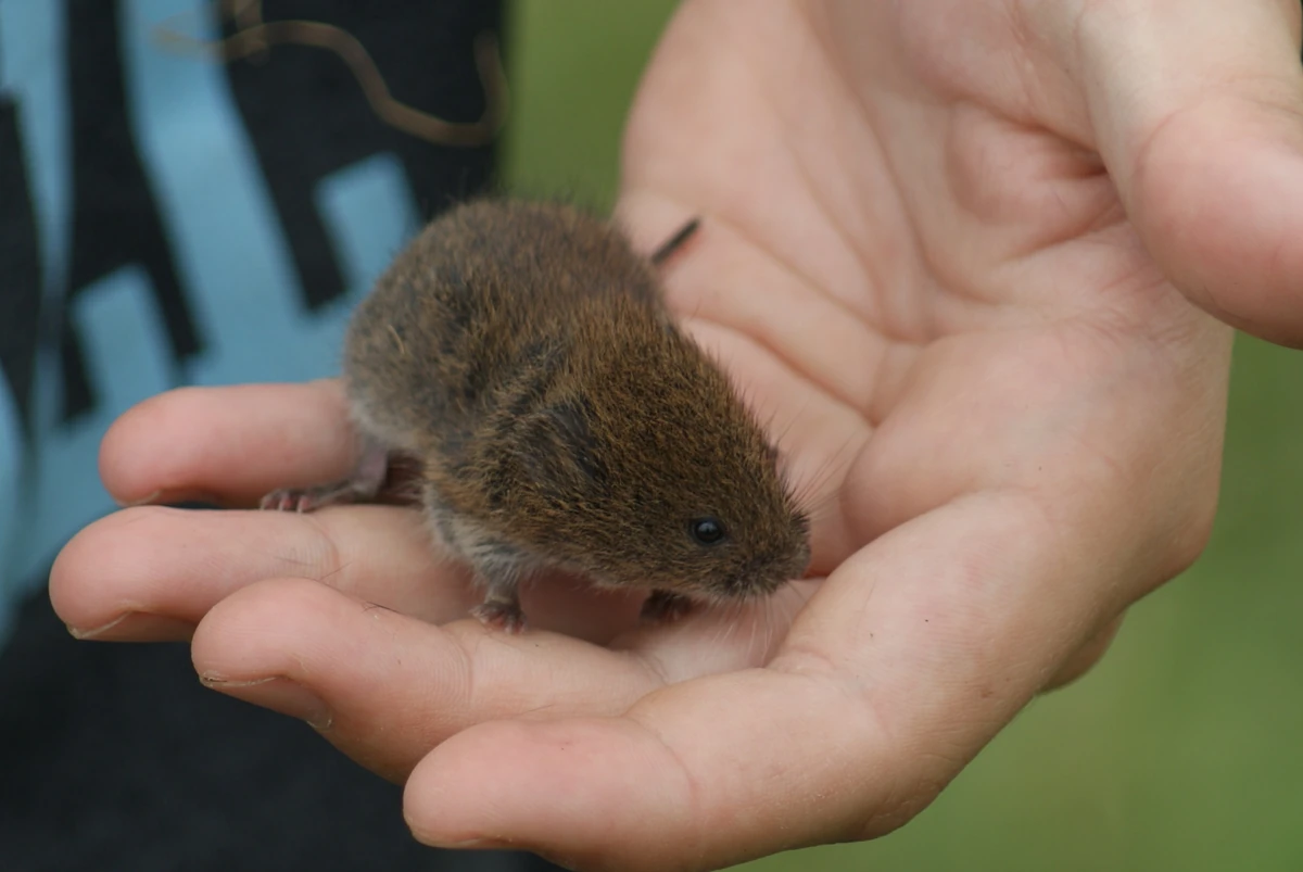 Field Vole | British Wildlife Wiki | Fandom