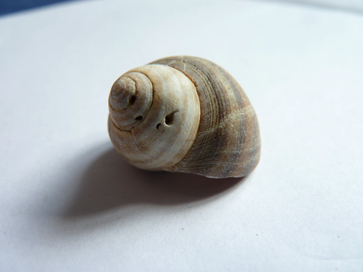 Edible Periwinkle | British Wildlife Wiki | Fandom