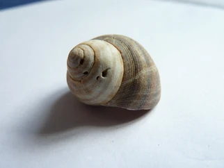 Edible Periwinkle | British Wildlife Wiki | Fandom