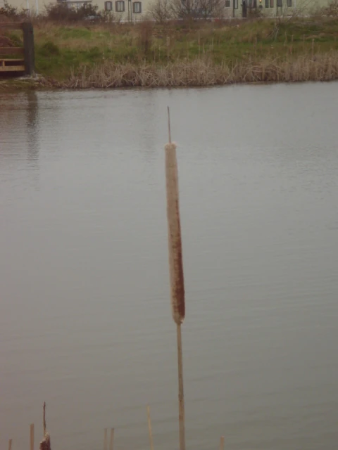 Great Reedmace | British Wildlife Wiki | Fandom