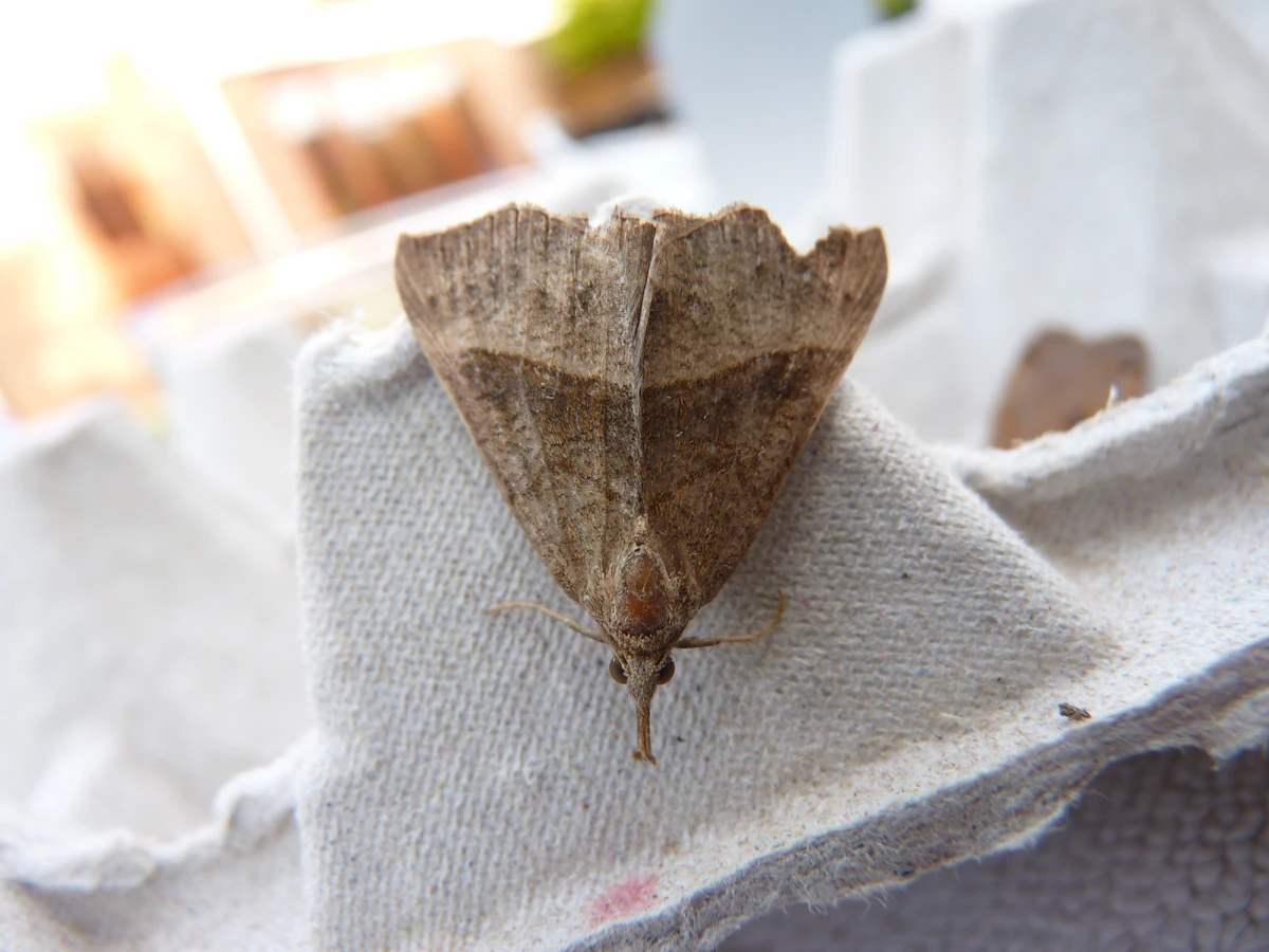 Snout | British Wildlife Wiki | Fandom