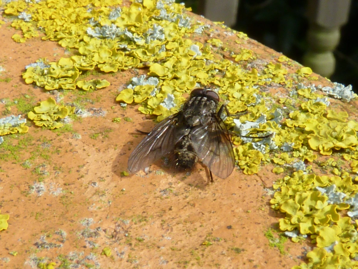 Graphomya maculata | British Wildlife Wiki | Fandom