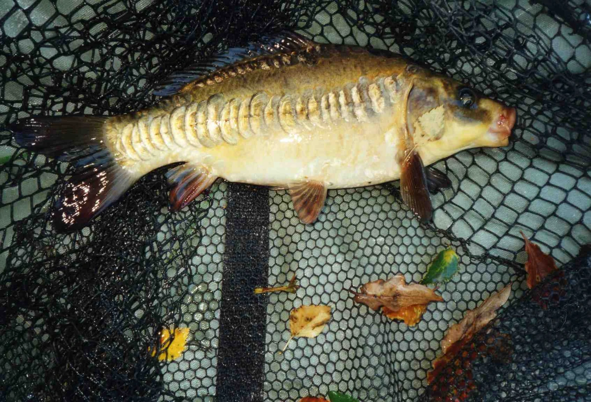 Ghost Carp | British Wildlife Wiki | Fandom