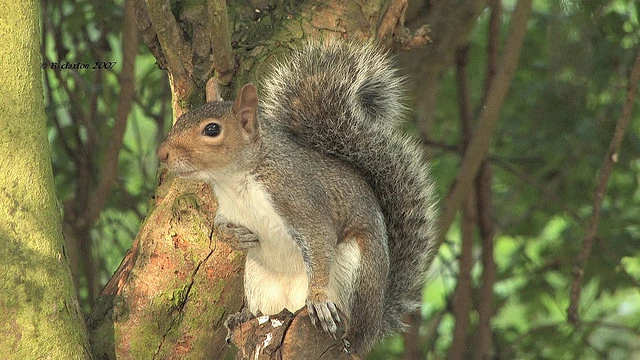 Category:Mammals | British Wildlife Wiki | Fandom