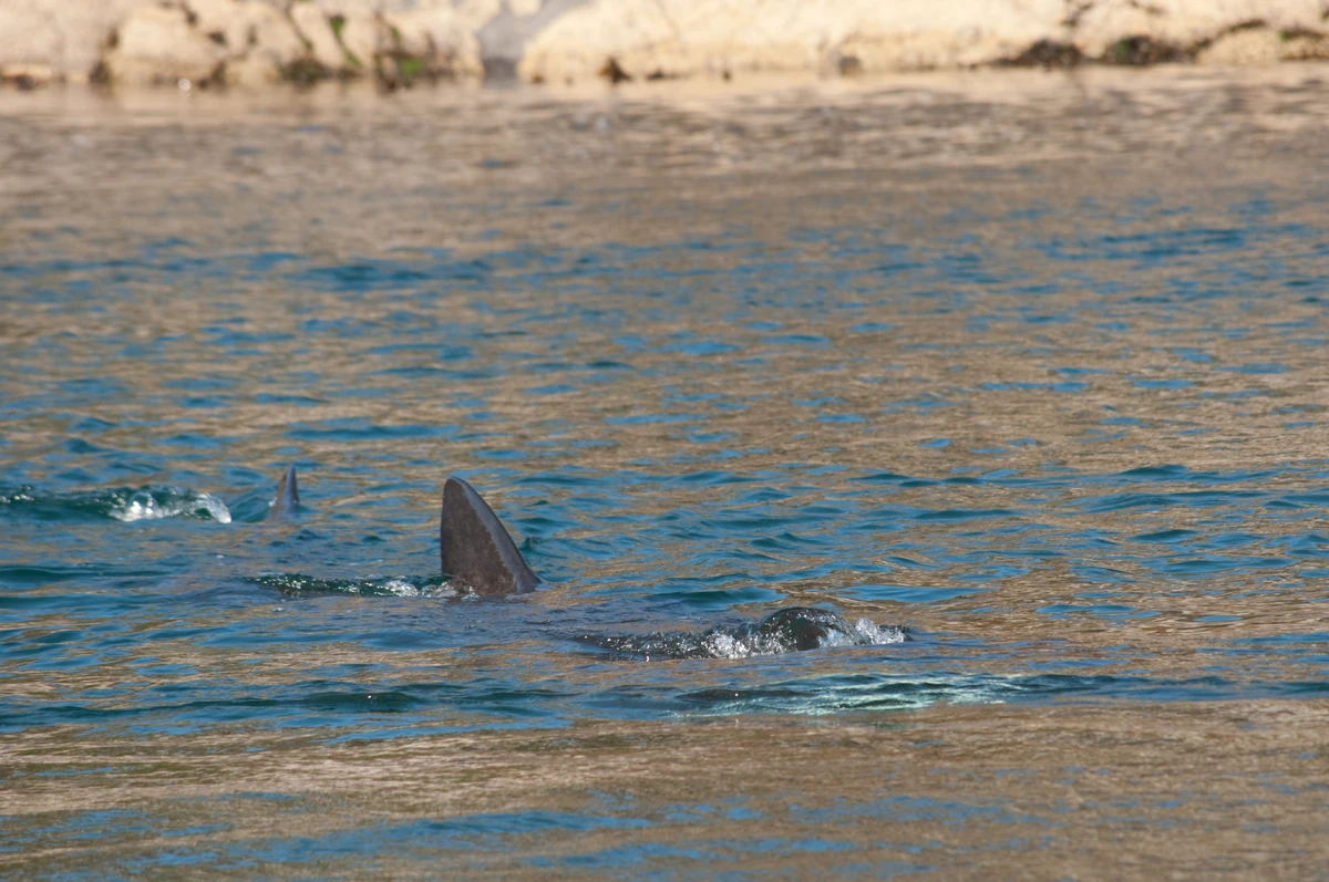 Basking Shark | British Wildlife Wiki | Fandom