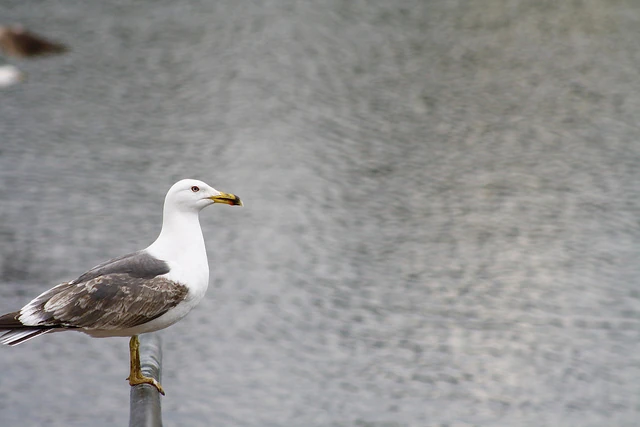 Lesser Black-backed Gull | British Wildlife Wiki | Fandom
