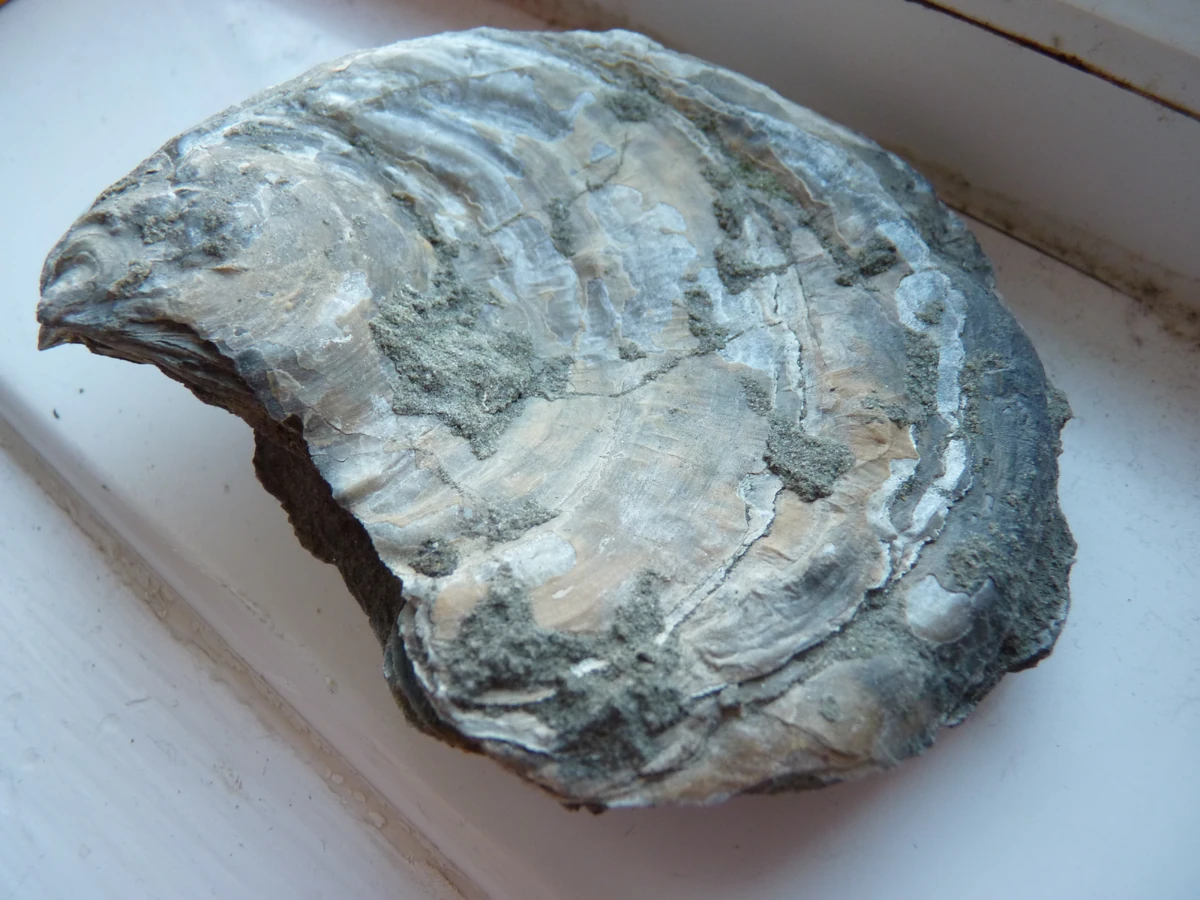 Ostrea delta | British Wildlife Wiki | Fandom