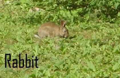 Herbivore | British Wildlife Wiki | Fandom