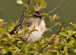 Sedge Warbler | British Wildlife Wiki | Fandom