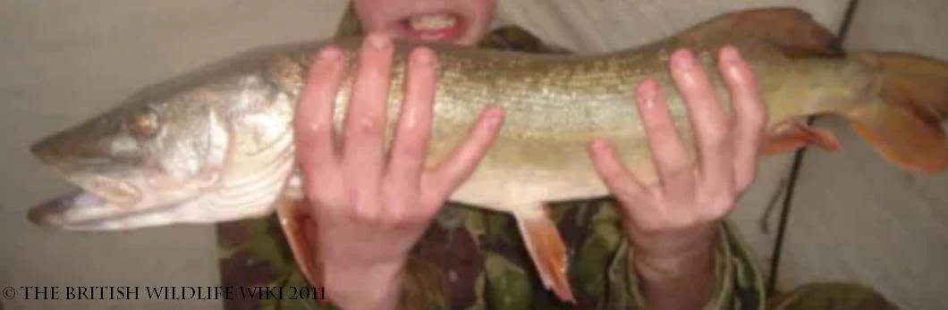 Pike | British Wildlife Wiki | Fandom