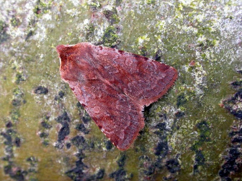 Red Chestnut | British Wildlife Wiki | Fandom
