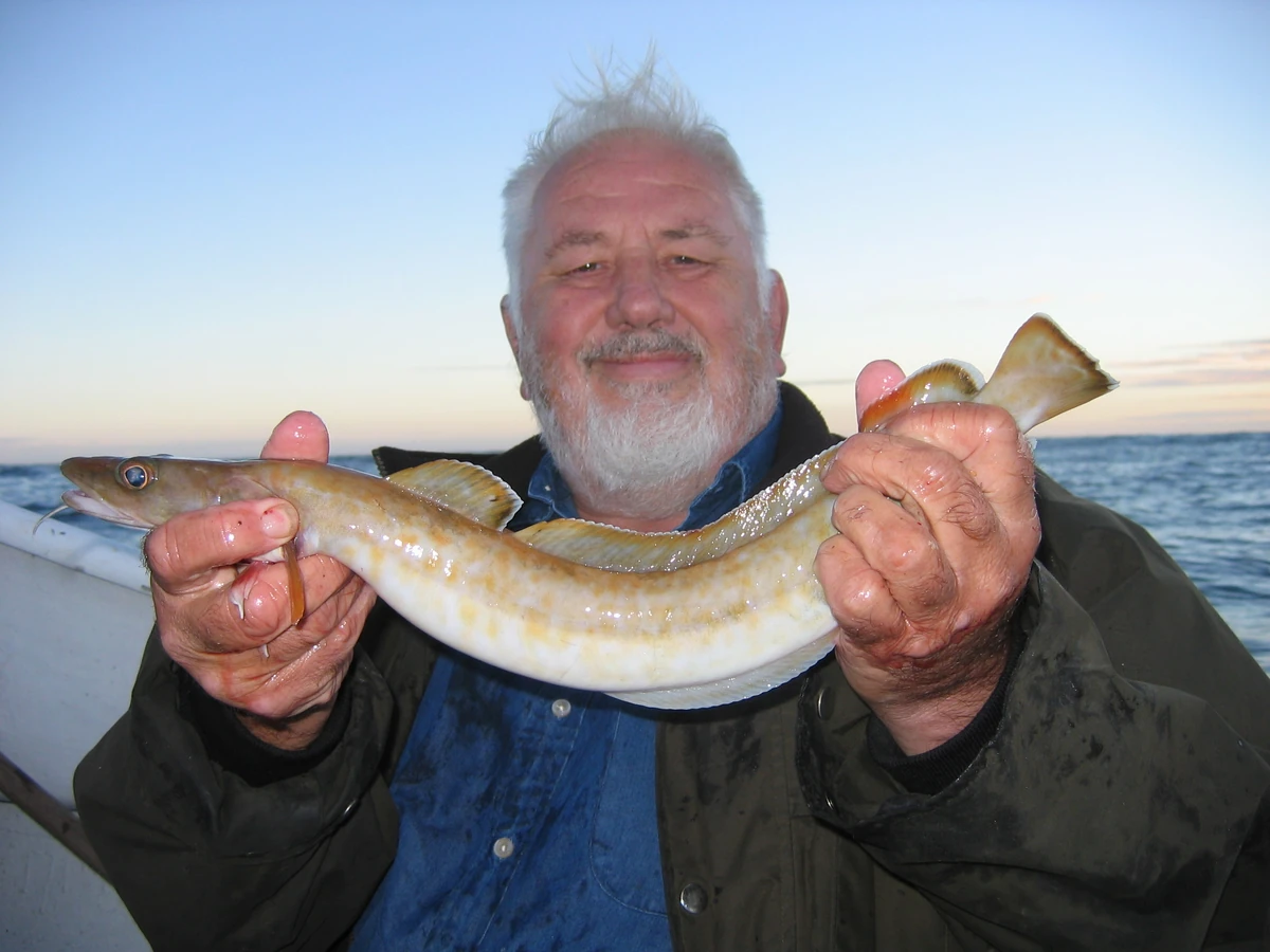 Ling | British Wildlife Wiki | Fandom