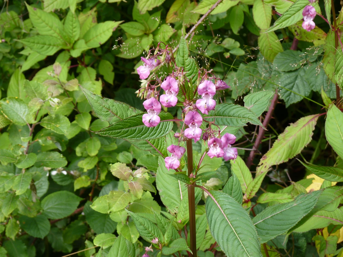 Himalayan Balsam | British Wildlife Wiki | Fandom