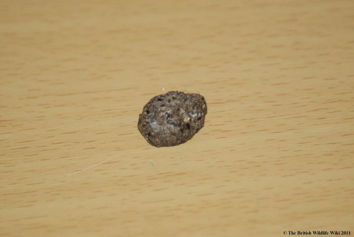 Bird Pellet Identification | British Wildlife Wiki | Fandom